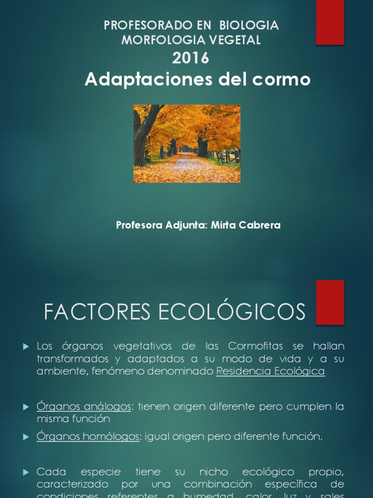 Adapataciones Del Cormo | PDF | Tallo de la planta | Plantas