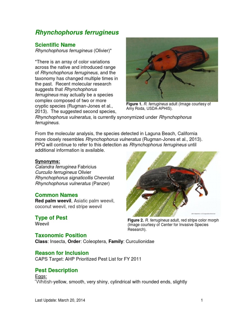 Red Palm Weevil Fact Sheet | PDF | Agriculture | Plants