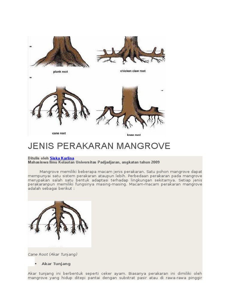 Jenis Perakaran Mangrove | PDF