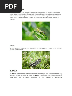 Partes Principales Del Cuerpo De Un Grillo Todo Lo Que Debes Saber