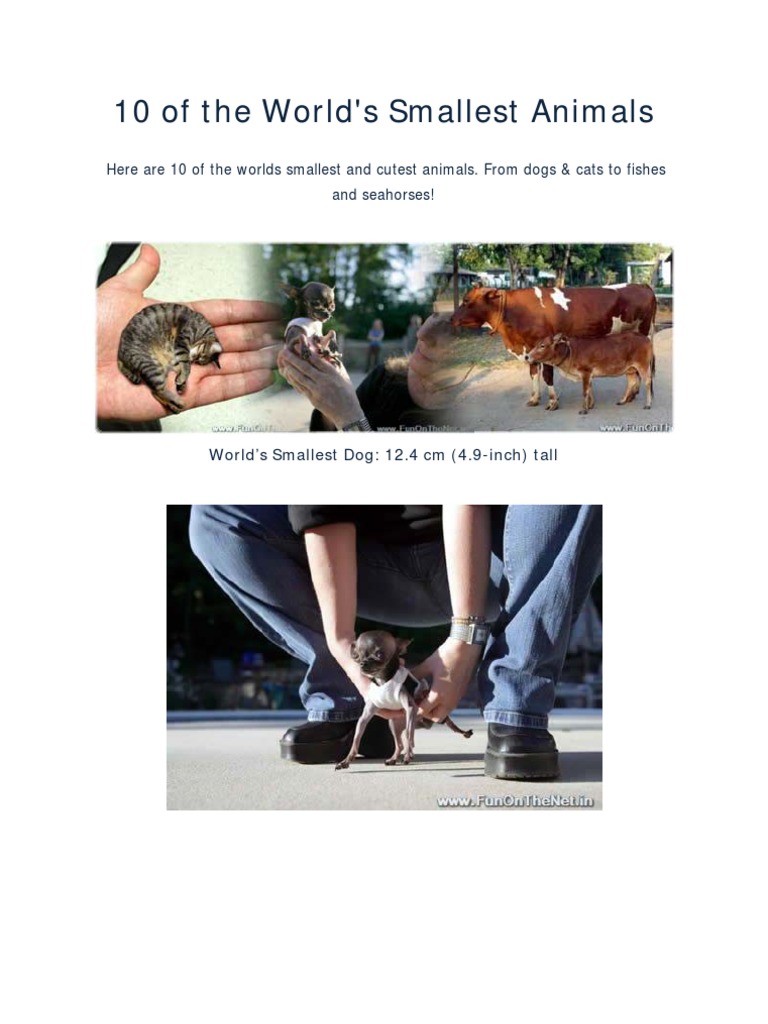 Ten Smallest Animal of The World | PDF