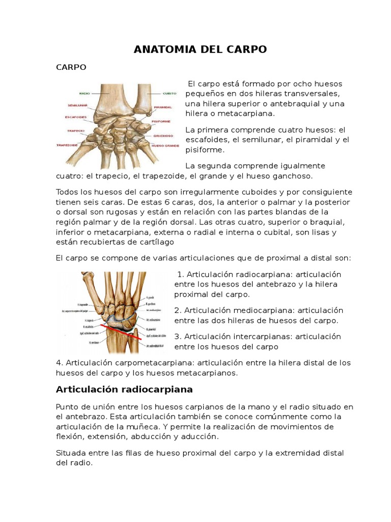 Anatomia Del Carpo | PDF | Anatomía humana | Extremidades (anatomía)