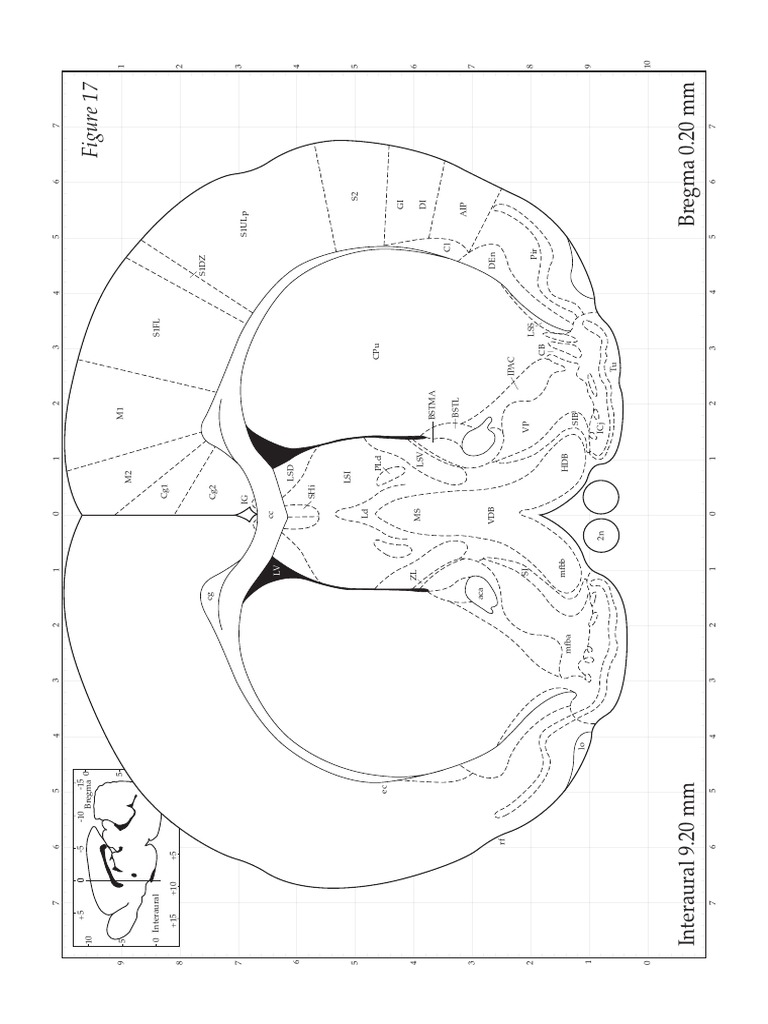 Rat Brain Atlas | Download Free PDF | Temporal Lobe | Cerebral Cortex