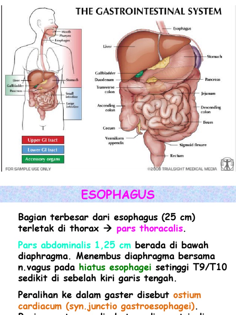 Anatomi Sal. Cerna - UNTAR | PDF