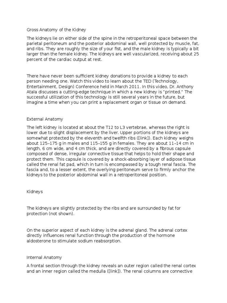Gross Anatomy of the Kidney | Kidney | Renal Function