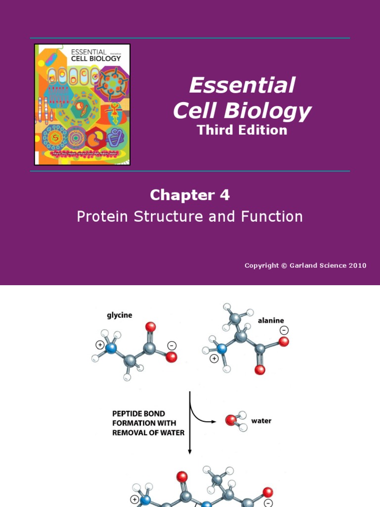 04 ProteinStructureAndFunction | PDF | Nutrients | Macromolecules