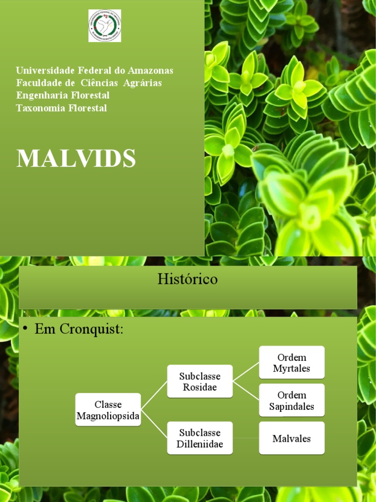Taxonomia Malvids | PDF | Horticultura e jardinagem | Plantas