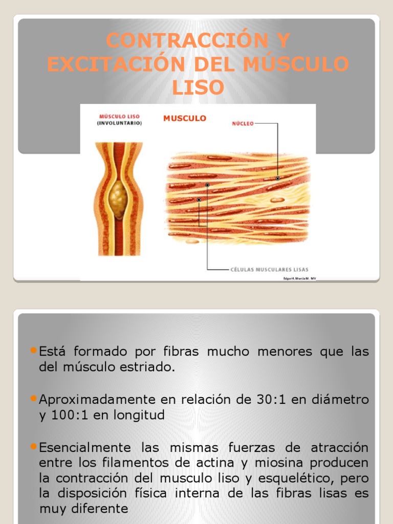 Musculo Liso | PDF | Contracción muscular | Músculo