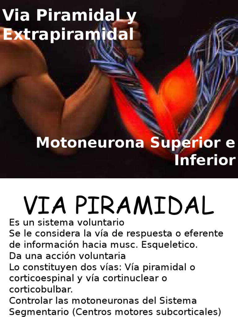 Via Piramidal y Extrapiramidal | Ganglios basales | Neuroanatomía