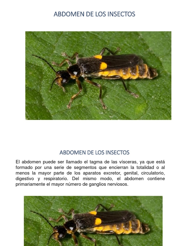 Abdomen | Abdomen | Insectos
