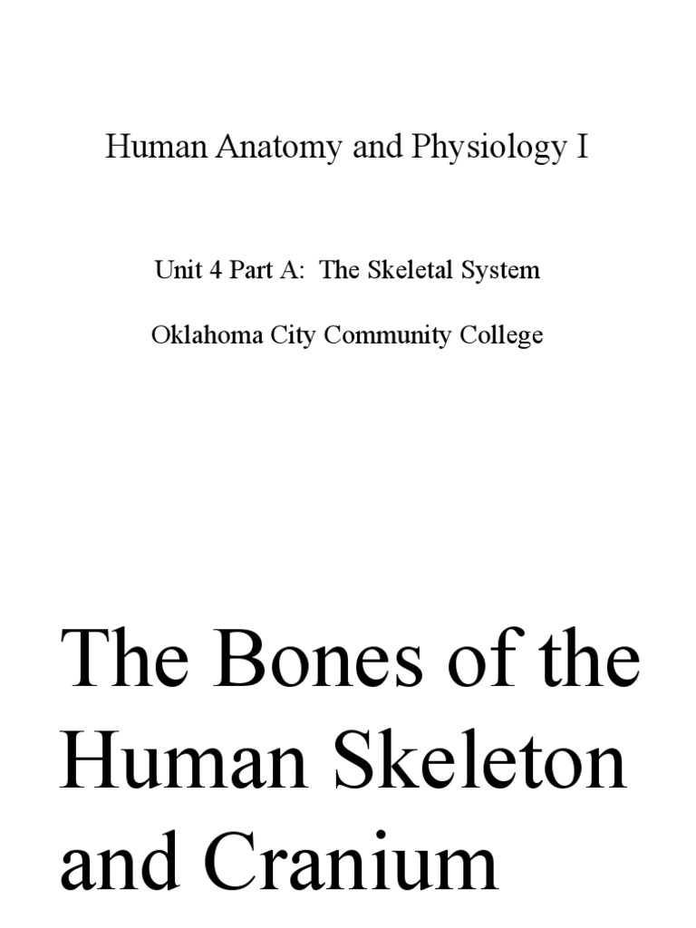 Overview of Human Bone Types | PDF | Osteoblast | Bone