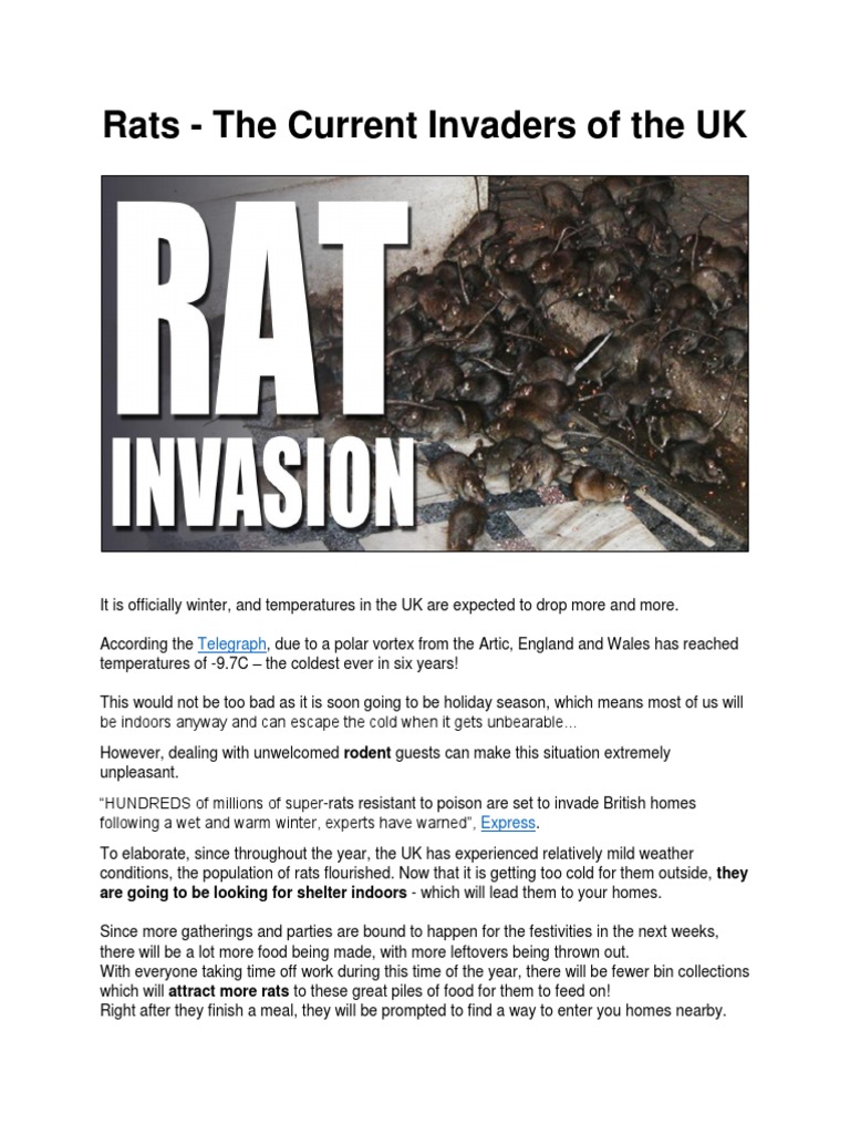 Rats - The Current Invaders of The UK | PDF | Nature