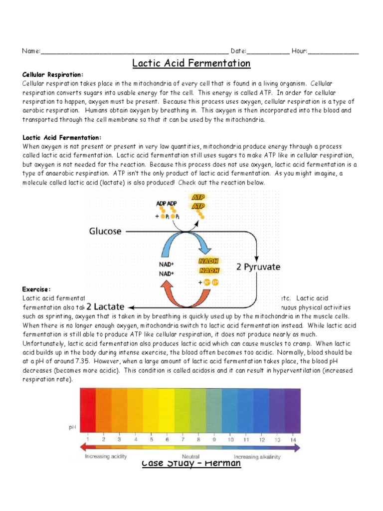 Casestudy Lacticacidfermentation | PDF | Cellular Respiration ...