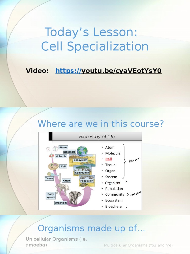 Understanding Cell Specialization | PDF | Human Body | Tissue (Biology)