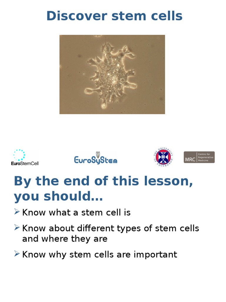 Lesson 2 - Stem Cells | PDF | Stem Cell | Cellular Differentiation