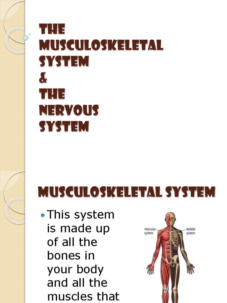 Lesson 6 - Musculoskeletal and Nervous Systems | PDF | Human ...