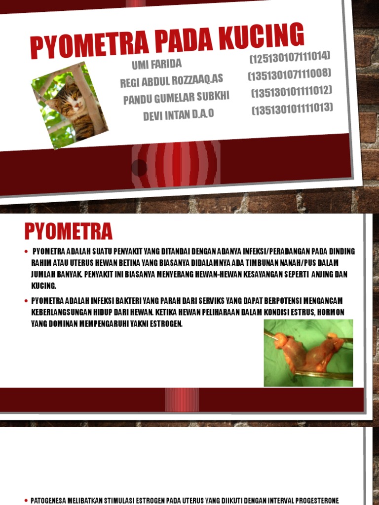 Pyometra Pada Kucing | PDF