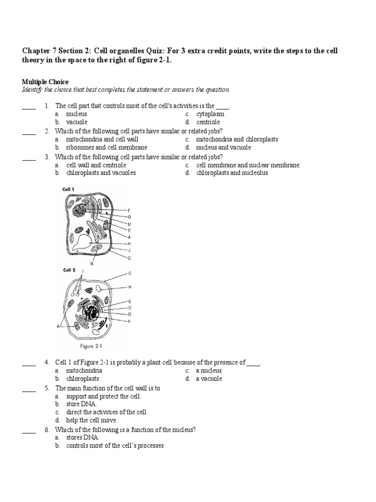 Chapter 7 Section 2 | PDF | Cell Nucleus | Cell (Biology)