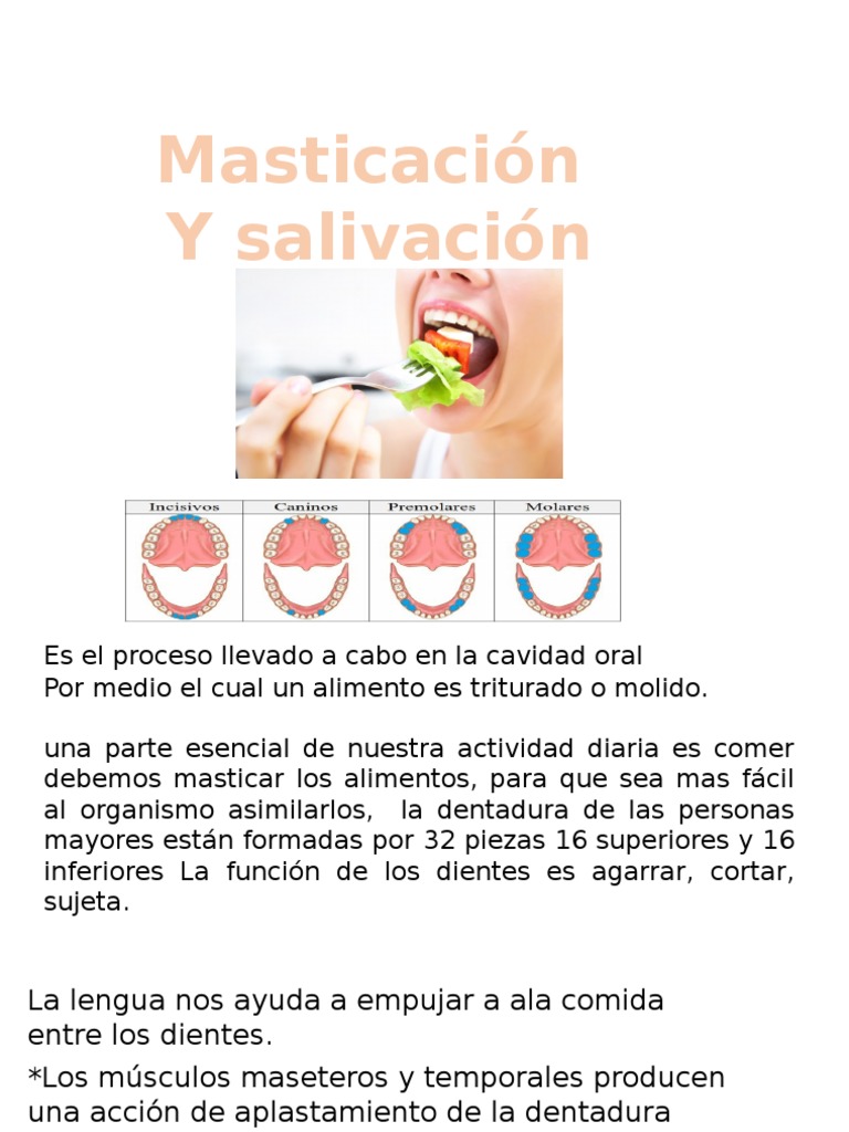 masticación y salivacion