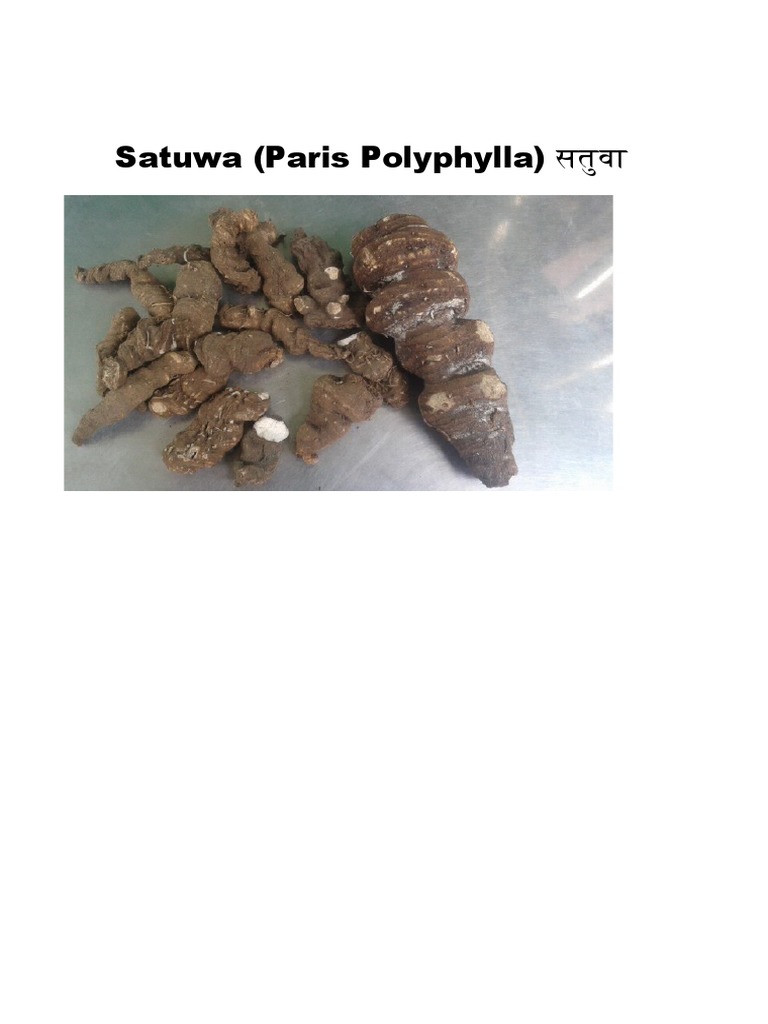 Satuwa All Detail | PDF | Organisms | Plants