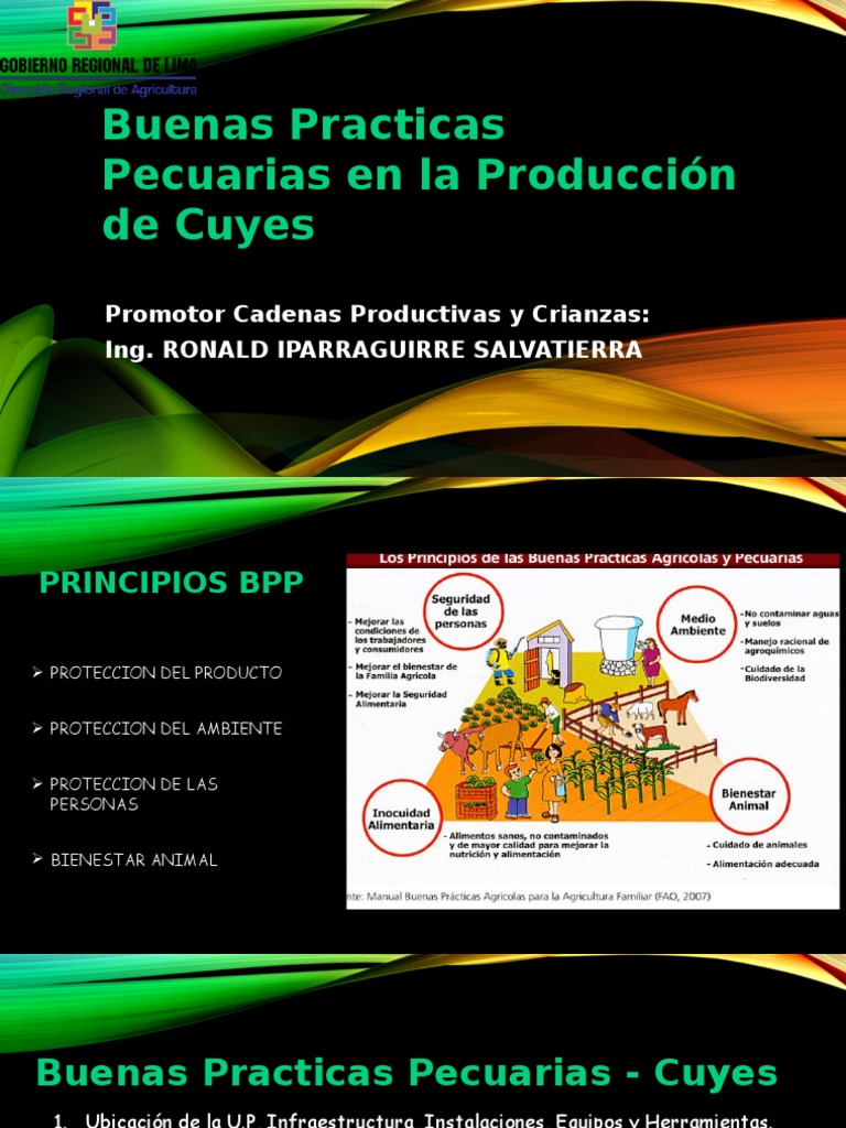 Buenas Practicas Pecuarias en La Producción de Cuyes | PDF | Medicamentos con receta | Agua