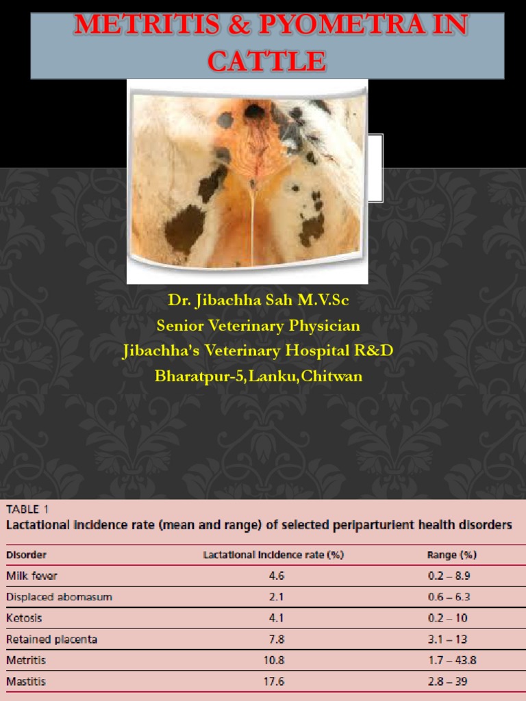 Pyometra& Endometritis in Cattle | Uterus | Human Reproduction