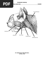 Labeled Cat Skeleton Anatomy Guide | PDF | Vertebra | Vertebral Column