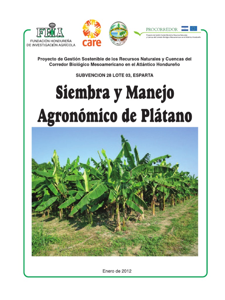 Guia para La Siembra y Manejo Agronomico de Platano | PDF | Siembra | Suelo