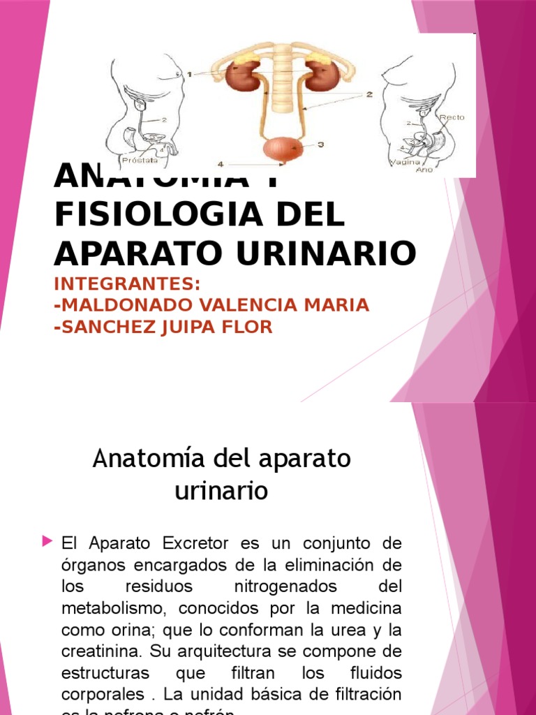 El Aparato Urinario.ppt | Riñón | Sistema urinario