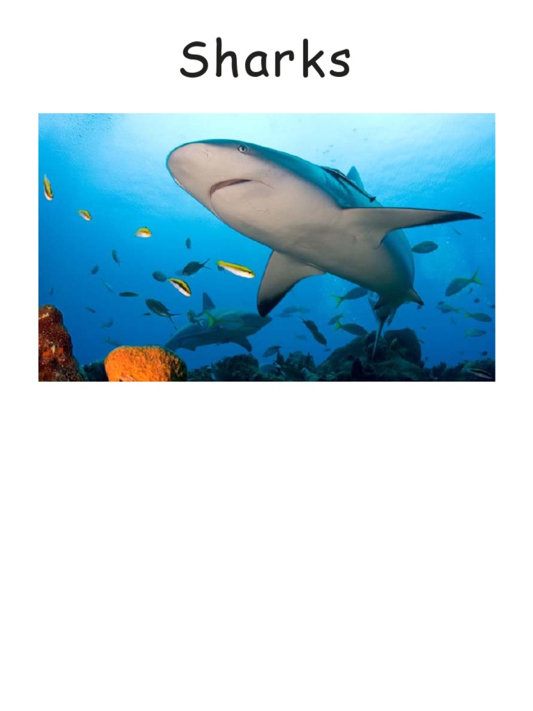 Sharks PDF | PDF | Sharks | Fish