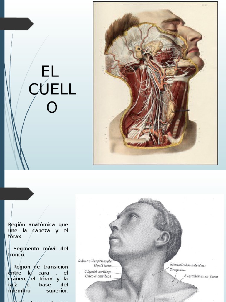 Anatomía del Cuello Humano | PDF | Anatomia animal | Sistema ...