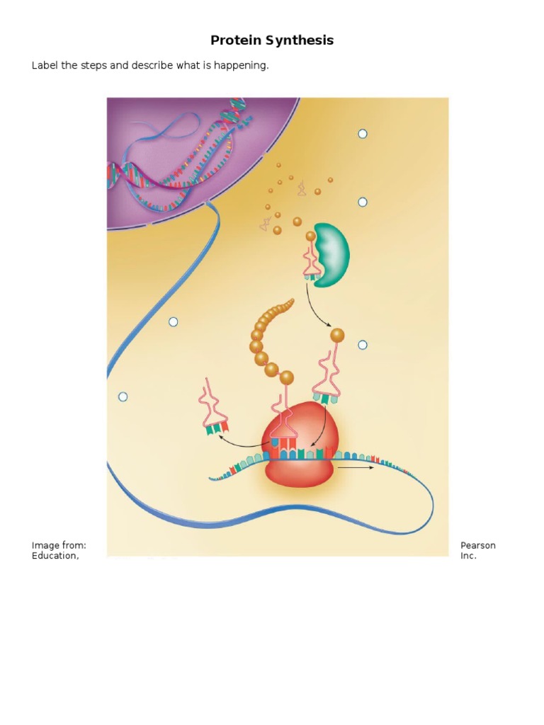 Protein Synthesis: Label The Steps and Describe What Is Happening | PDF