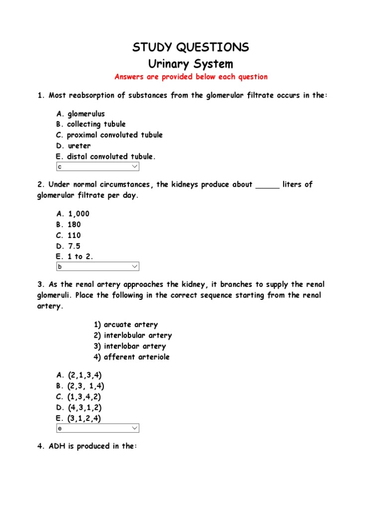 Study Questions Urinary System | PDF | Kidney | Angiotensin