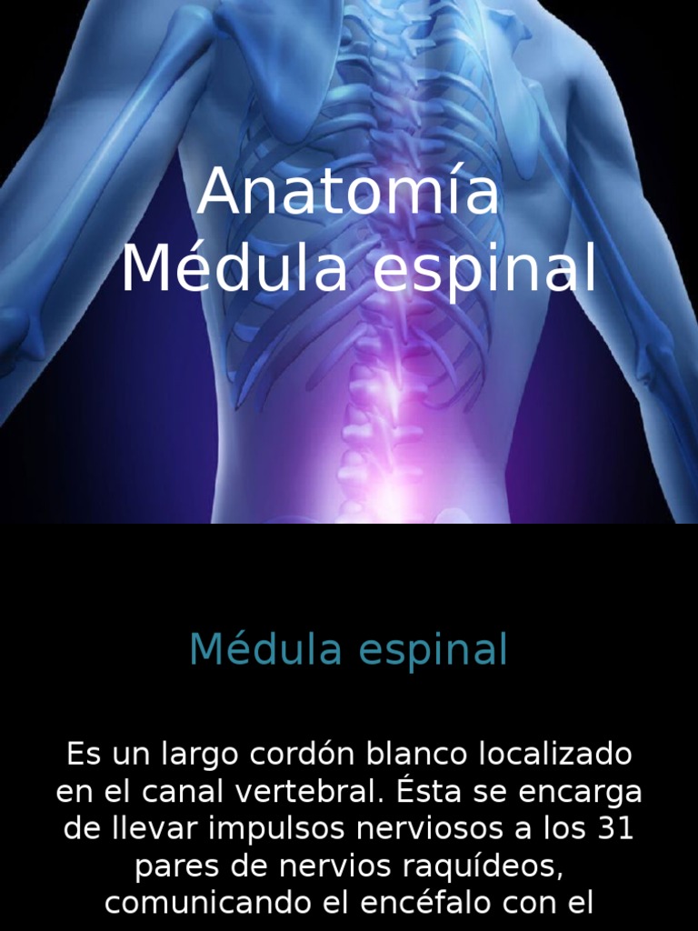La anatomía y protección de la médula espinal | PDF | Médula espinal ...