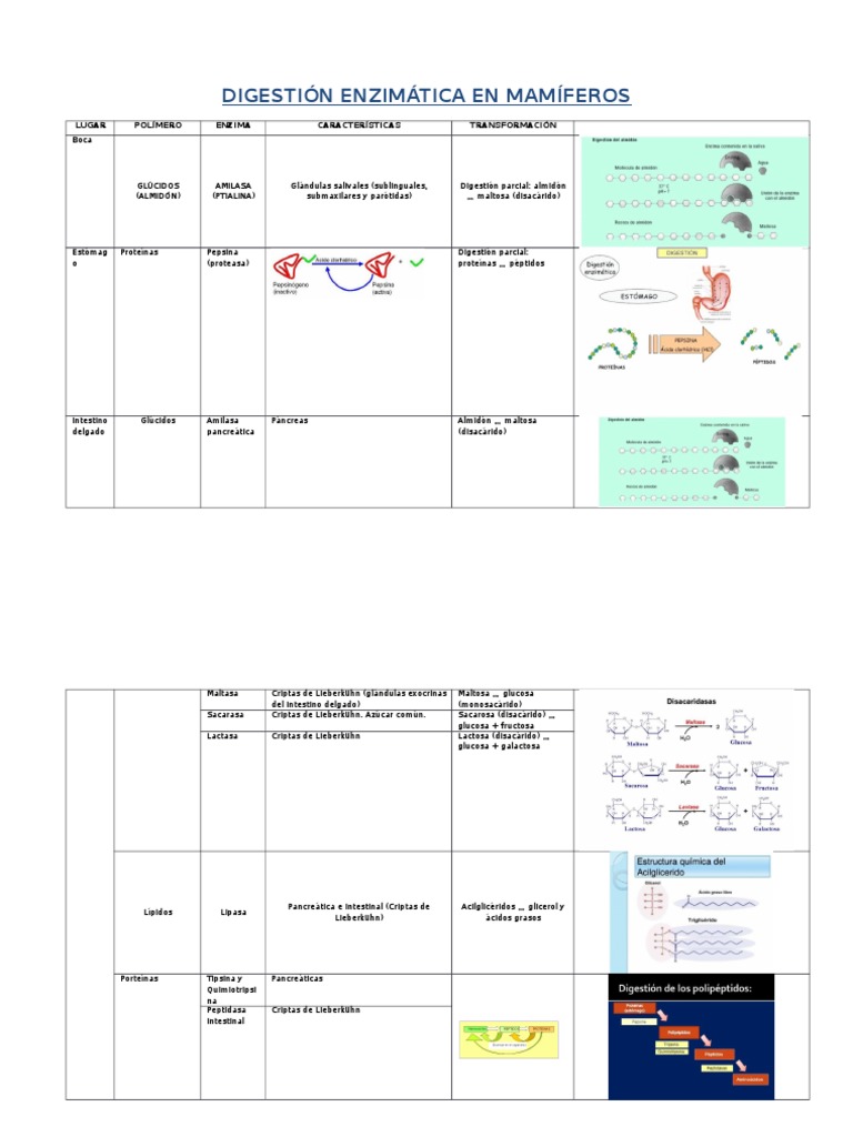 Digestión Enzimática