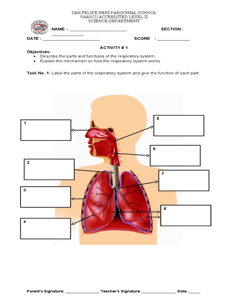 Respiratory System Activity Worksheet | PDF | Respiratory System | Vein