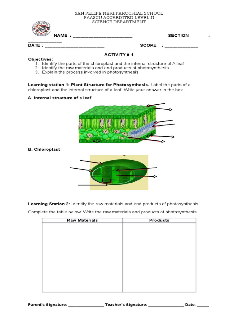 Activity Sheet Photosynthesis | PDF | Photosynthesis | Chloroplast