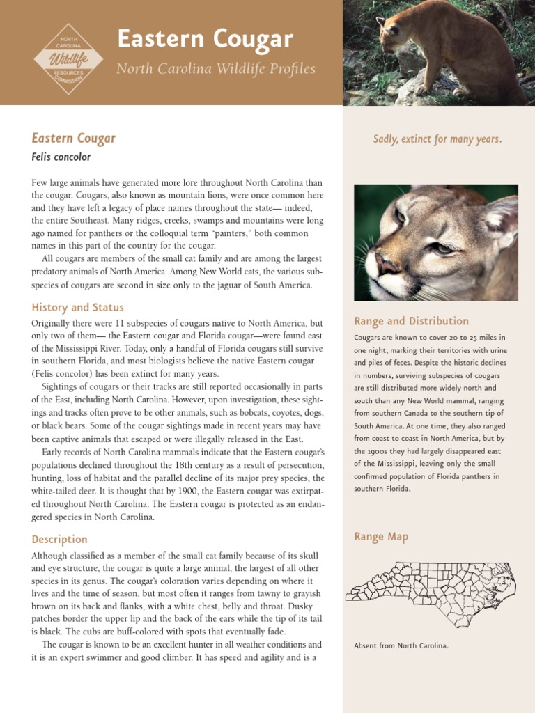 Eastern Cougar: North Carolina Wildlife Profiles | Download Free PDF ...