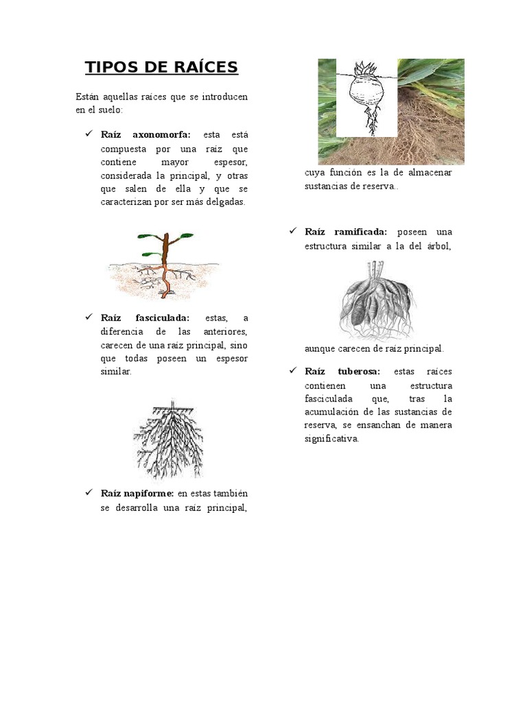 Tipos de Raíces: Clasificación y Ejemplos | PDF