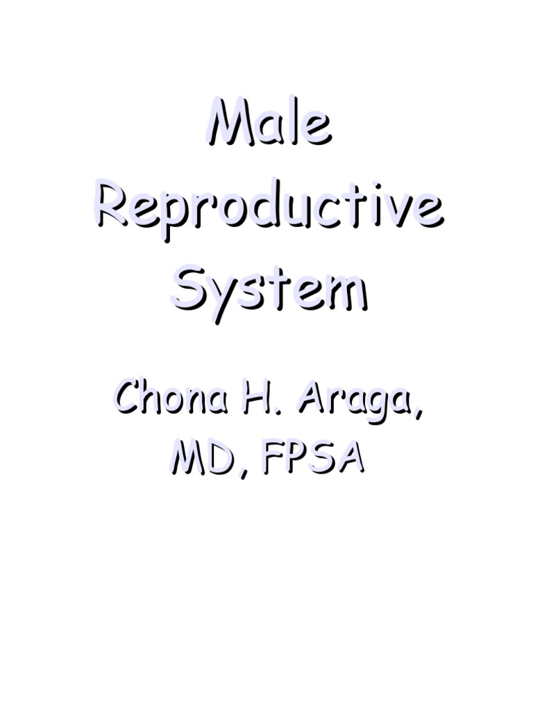 Med Lec Male Reproductive System | PDF | Prostate | Epithelium