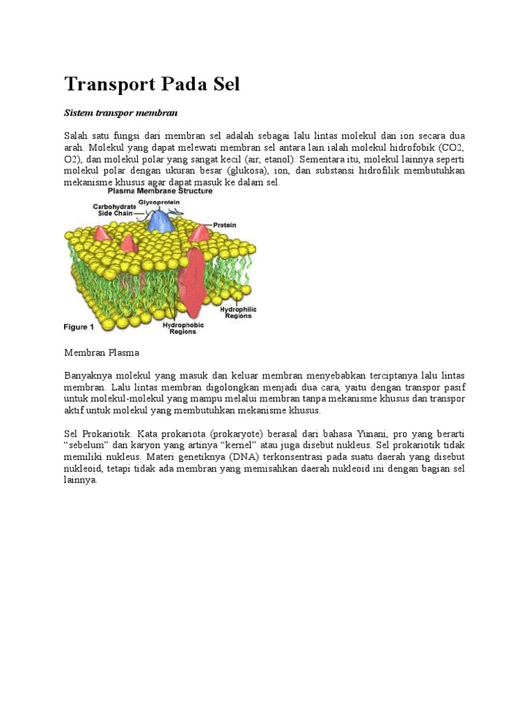 Transport Pada Sel | PDF | Kesehatan Holistik