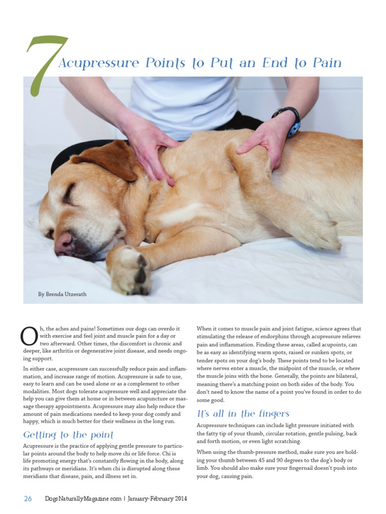 Canine Acupressure Points for Pain Relief | PDF | Acupressure | Medicine