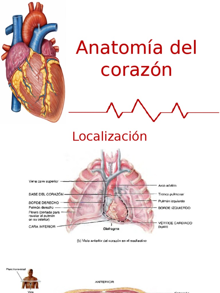 Anatomía Del Corazón