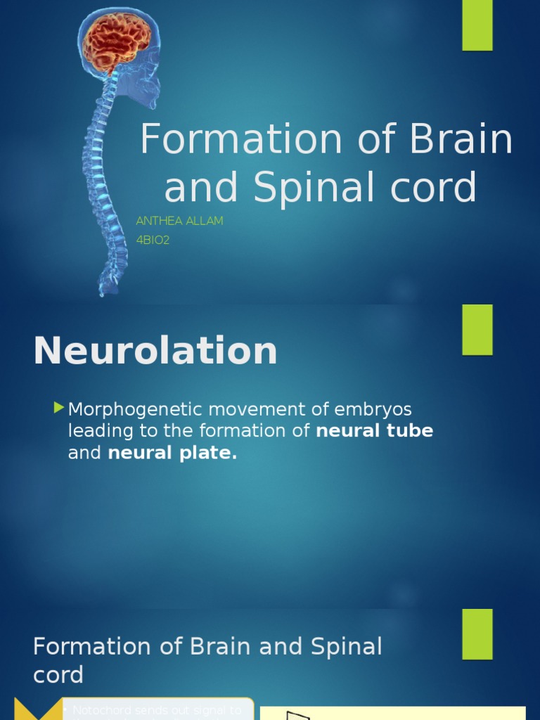 Formation of Brain and Spinal Cord | PDF