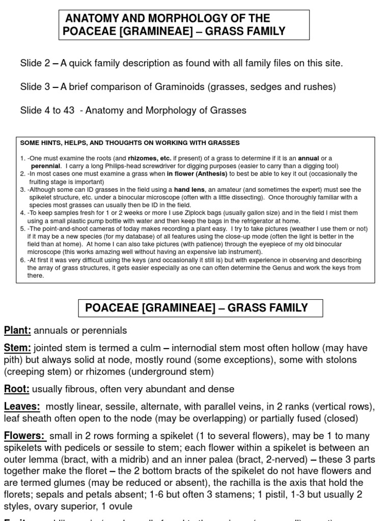 Anatomy and Morphology of Grasses | PDF | Flowers | Plant Stem