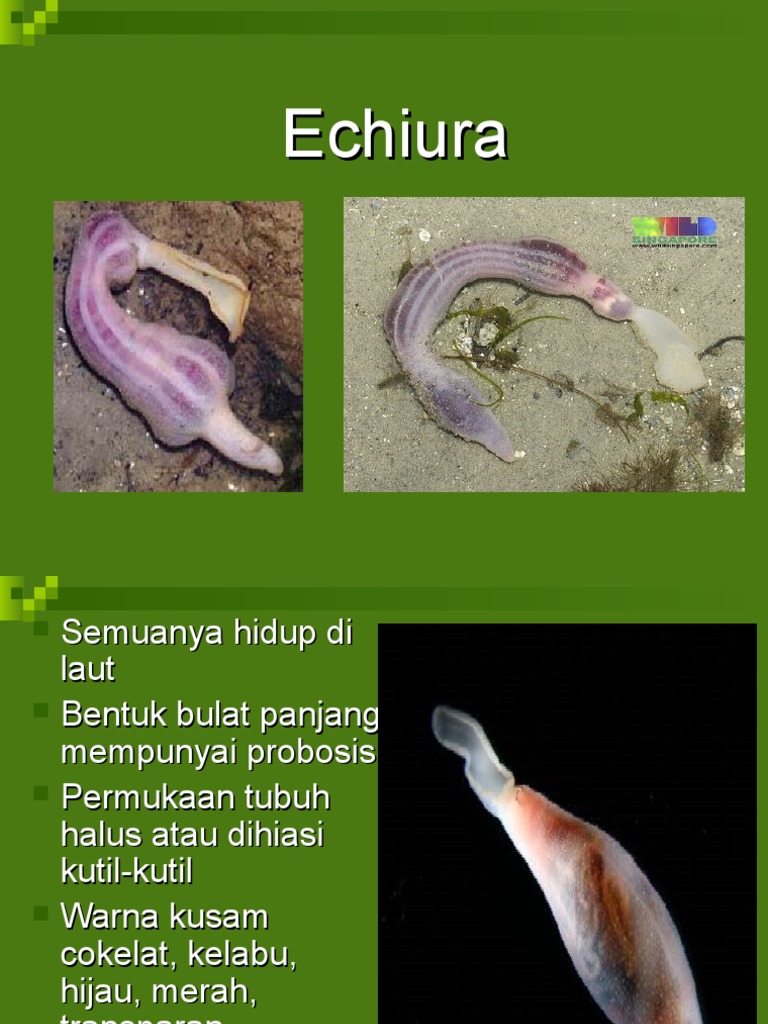 Echiura