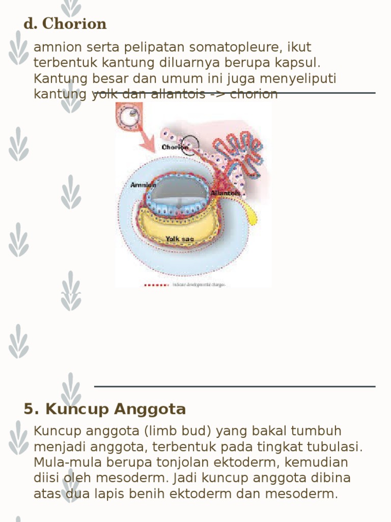 Embriologi TUBULASI | PDF | Kesehatan Holistik