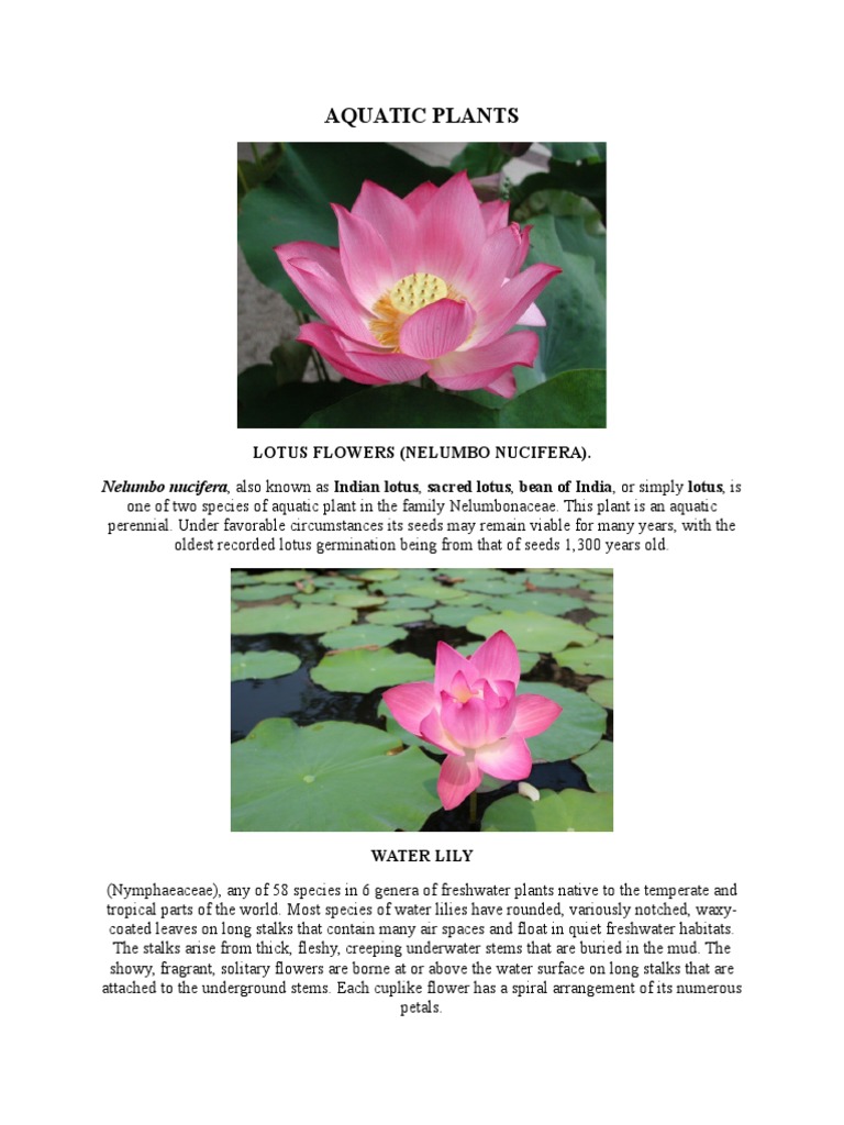 Aquatic Plants: Nelumbo Nucifera, Also Known As Indian Lotus, Sacred ...
