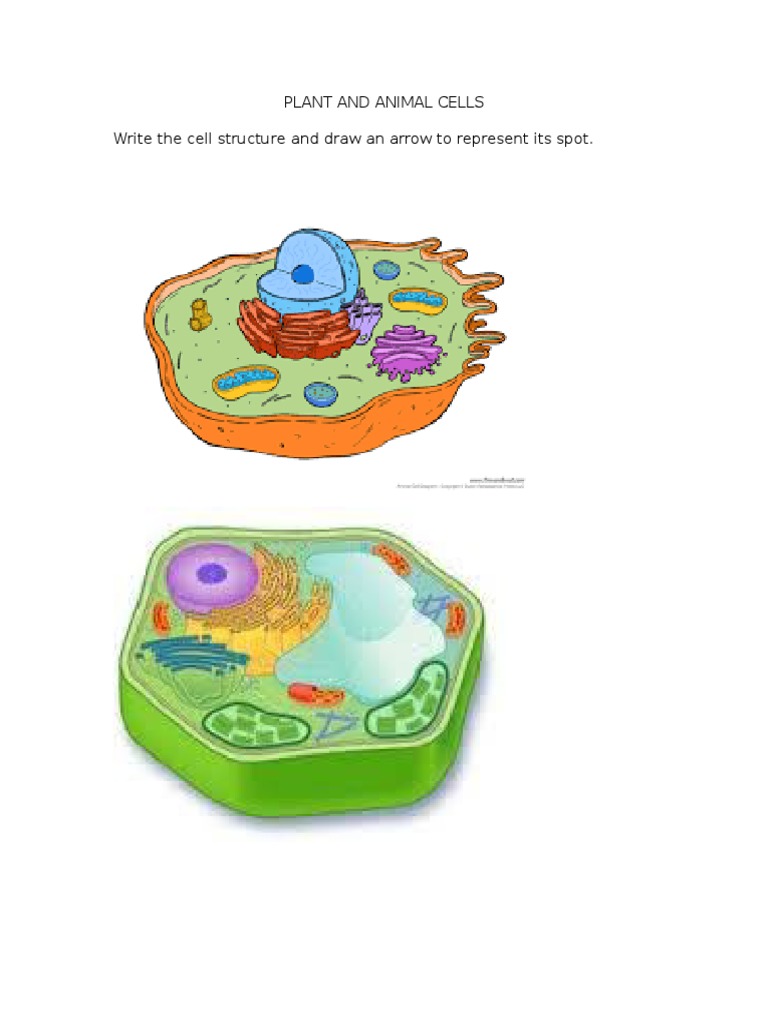 Plant and Animal Cell Structures | PDF
