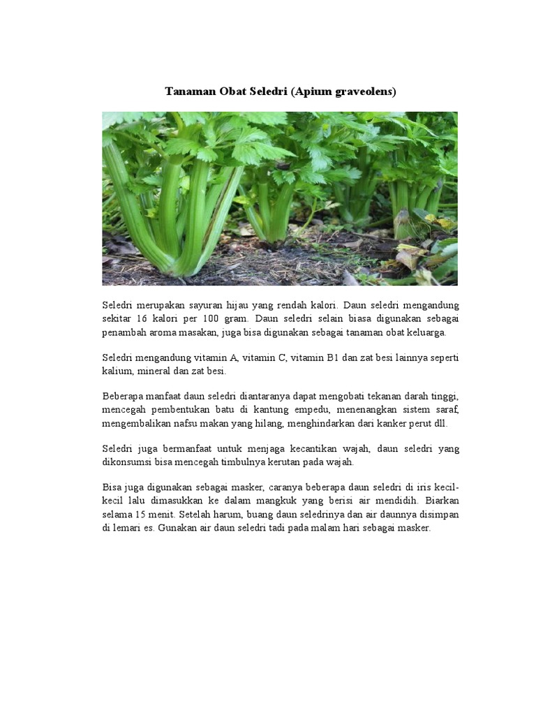 Tanaman Obat Seledri | PDF | Griya & Taman